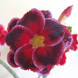 Leading Orchid Exporter And Supplier in Thailand | BB Orchids