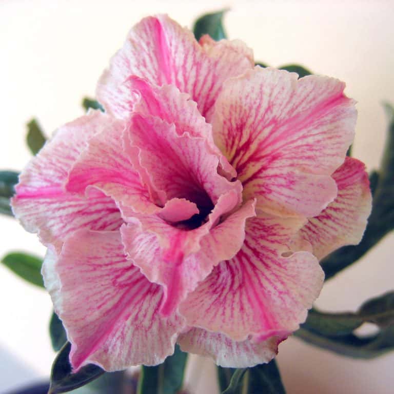Buy Adenium Orchid Plants From Thailand | BB Orchids