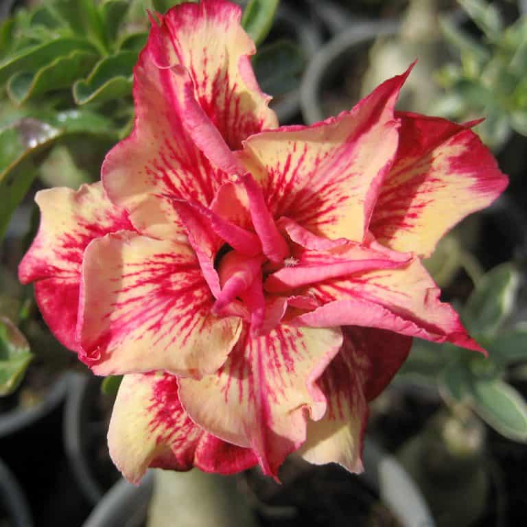 Adenium #7000 - BB Orchids