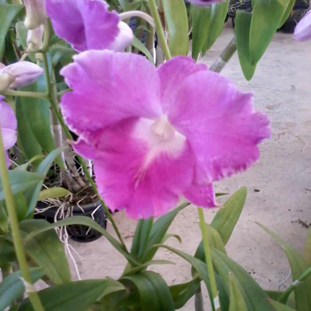 Den. Gold Twist 2 (Blooming) - BB Orchids
