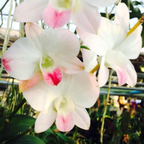 Den. Arika (Seedling) - BB Orchids