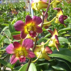 Den. Caesar (Seedling) - BB Orchids