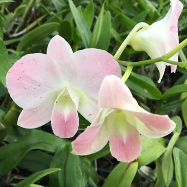 Den. Peach (Blooming) - BB Orchids