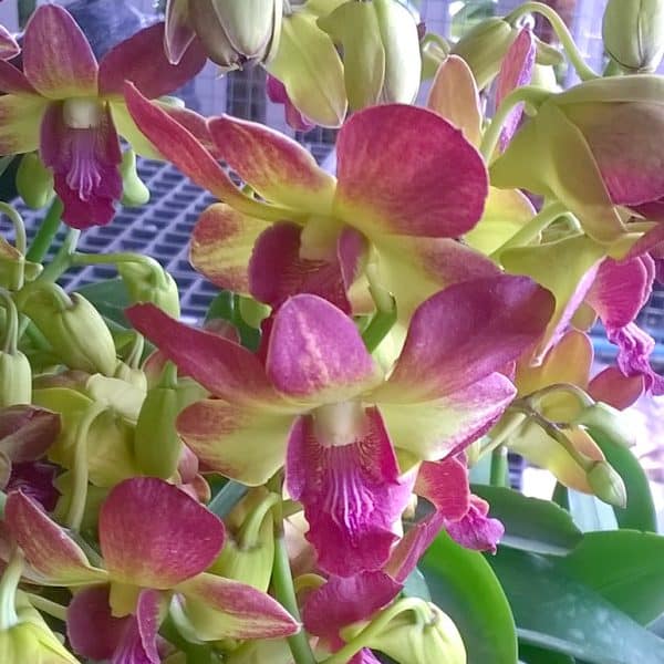 Thai Dendrobium Orchid Exporter And Supplier | BB Orchids