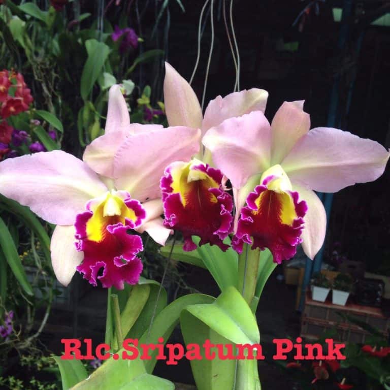 Thai Cattleya Orchids Exporter And Supplier | BB Orchids