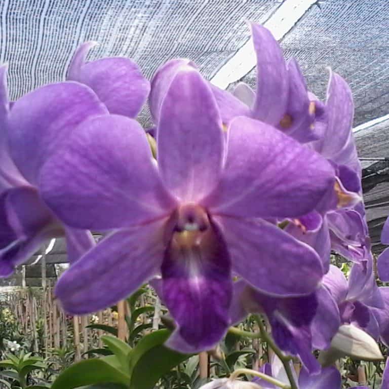 Thai Dendrobium Orchid Exporter And Supplier | BB Orchids