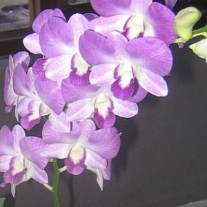 Den. Blue Planet (Seedling) - BB Orchids