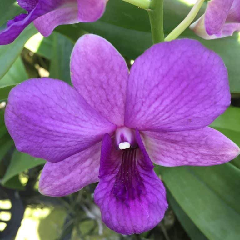 Den. Charak Red (Seedling) - BB Orchids