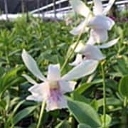 Den. Caesar White Rabbie Pink Lip (Seedling) - BB Orchids
