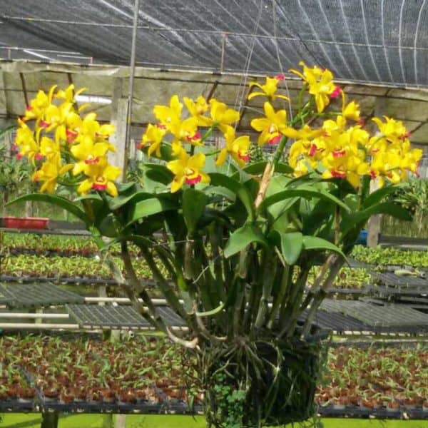 Cattleya Archives - BB Orchids