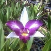 Cattleya Archives - BB Orchids