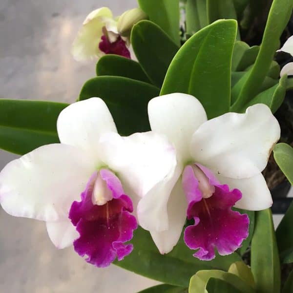 Cattleya Archives - BB Orchids