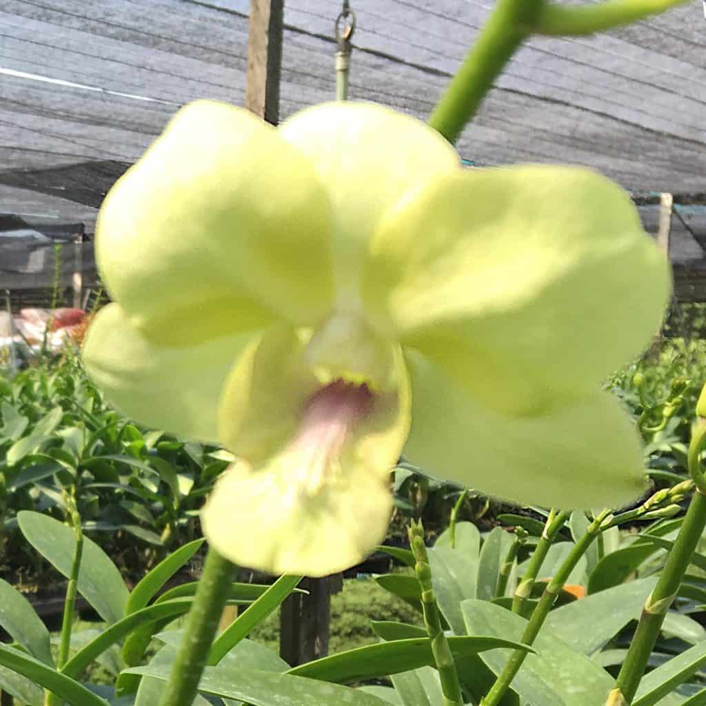 Dendrobium Archives - BB Orchids
