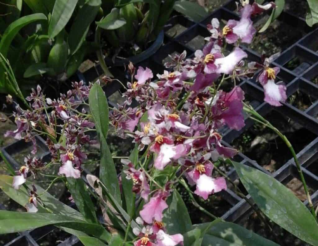 Oncidium Fan Leaf Orchids | BB Orchids