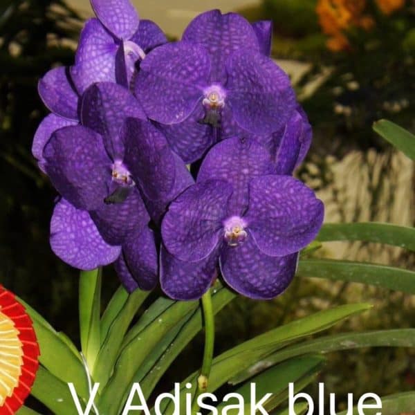 Vanda Pak Chong Blue | BB Orchids