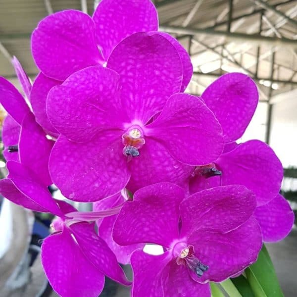 Vanda Pak Chong Blue | BB Orchids