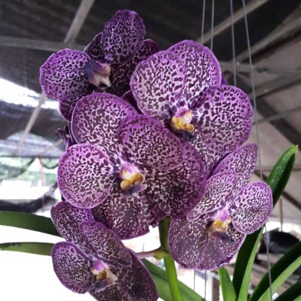 Vanda Pak Chong Blue | BB Orchids
