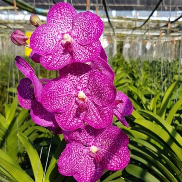 Vanda Pak Chong Blue | BB Orchids