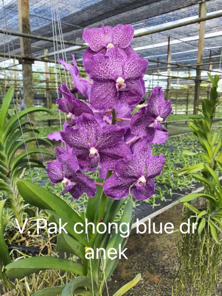 Vanda Pak Chong Blue | BB Orchids