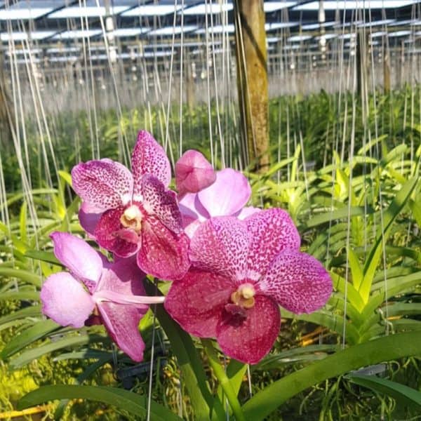 Vanda Pak Chong Blue | BB Orchids