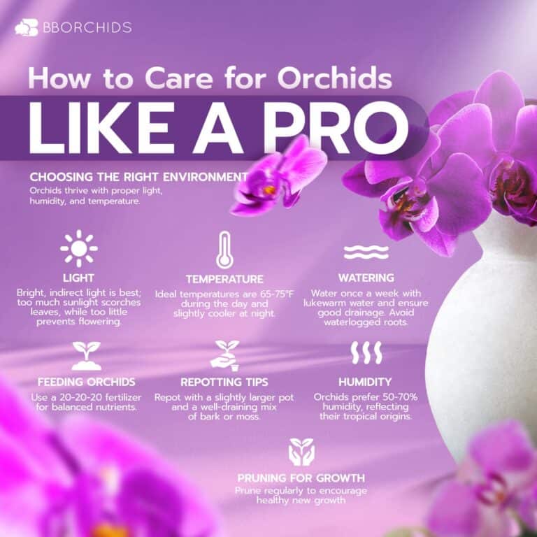 How to Care for Orchids Like a Pro