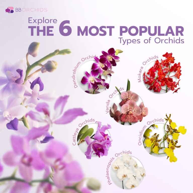 Explore The 6 Most Popular Types of Orchids