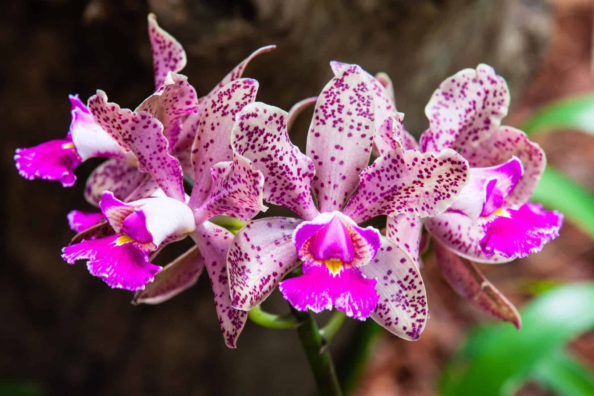 How to Properly Assess Orchid Identification | BB Orchids