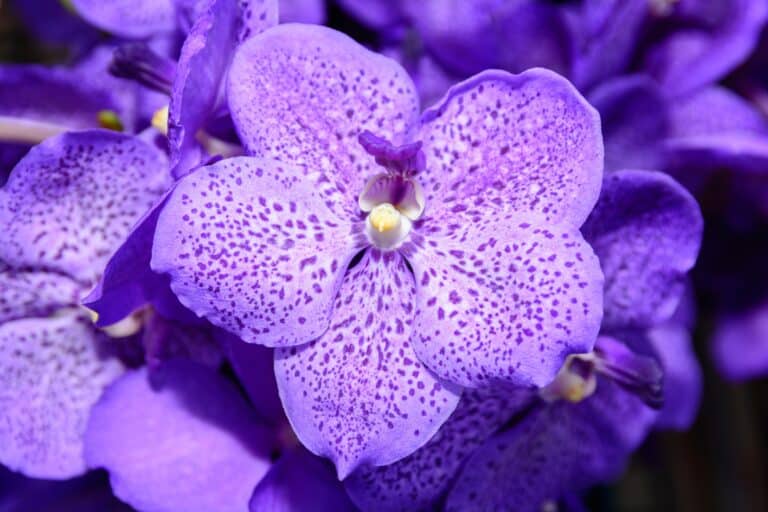 How to Properly Assess Orchid Identification | BB Orchids