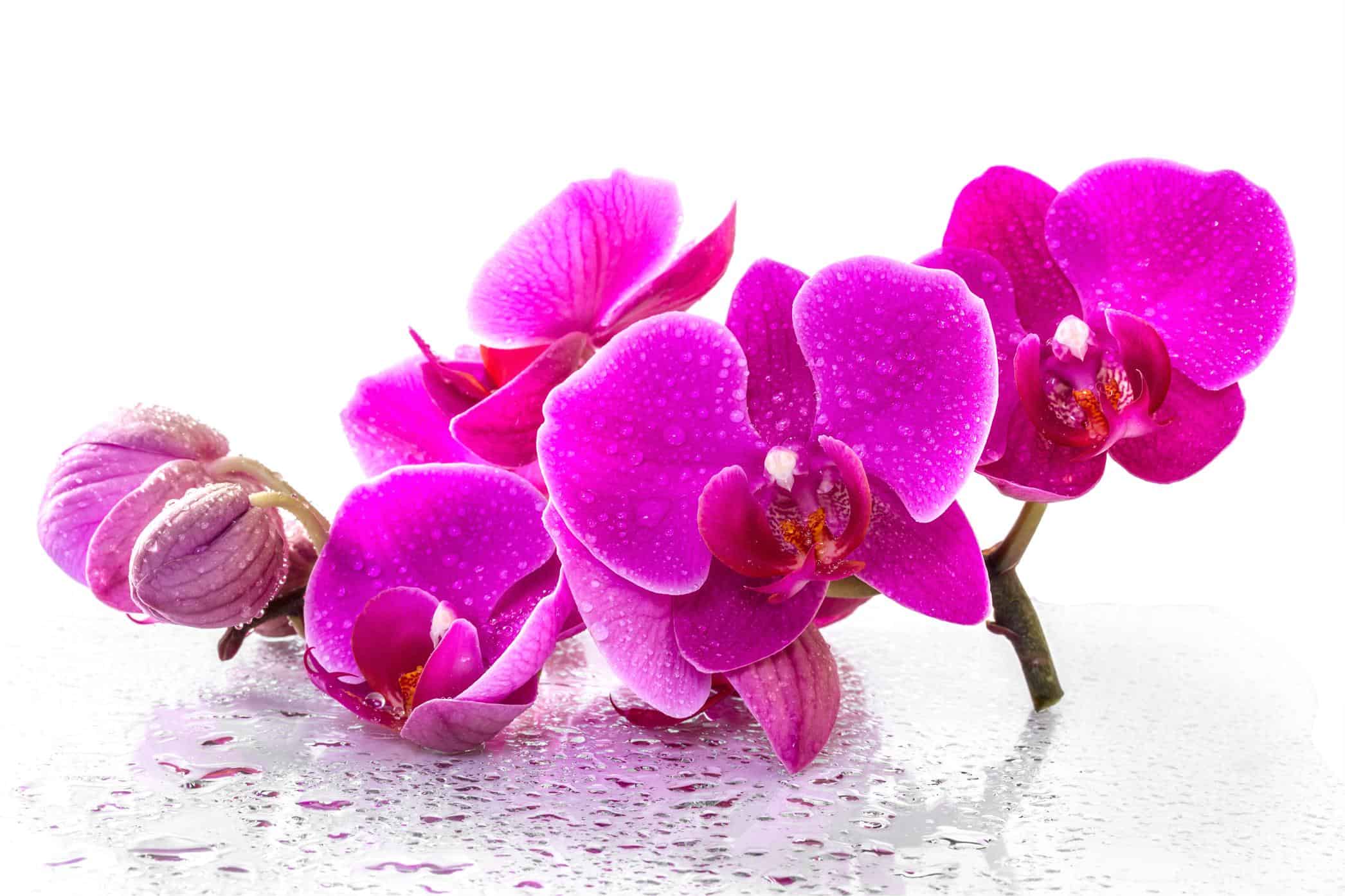 Summer Orchid Care and Watering Tips | BB Orchids
